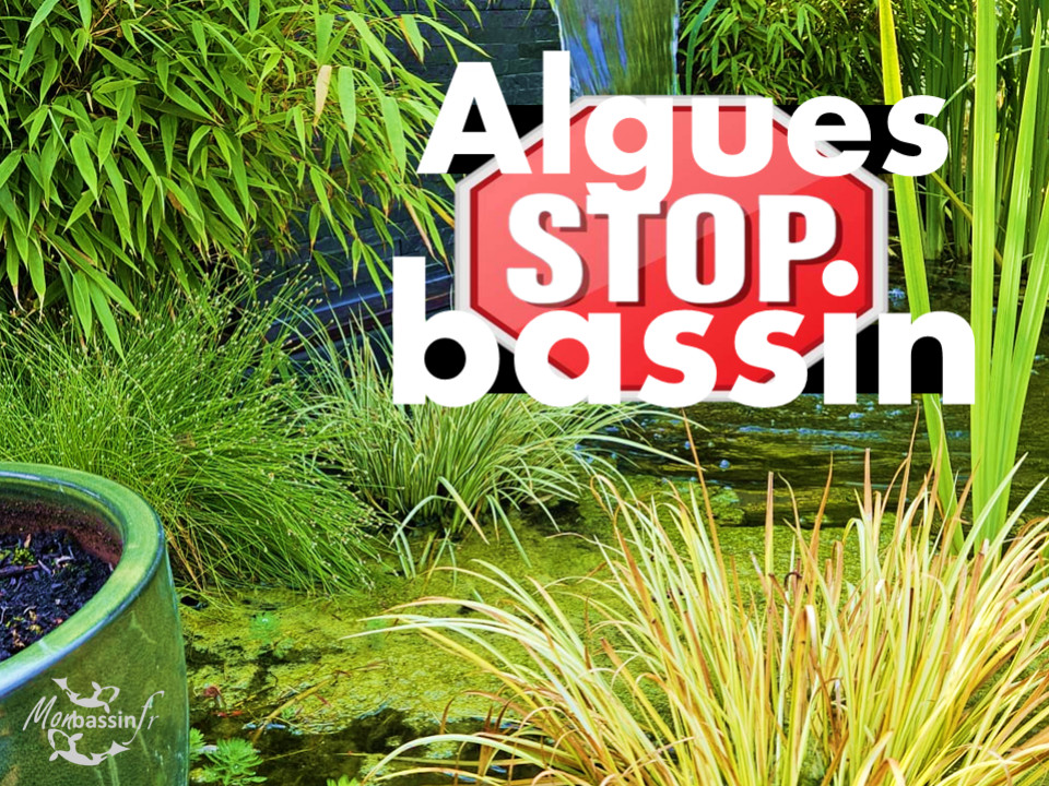 Algues filamenteuses dans votre bassin : 5 solutions efficaces pour ...